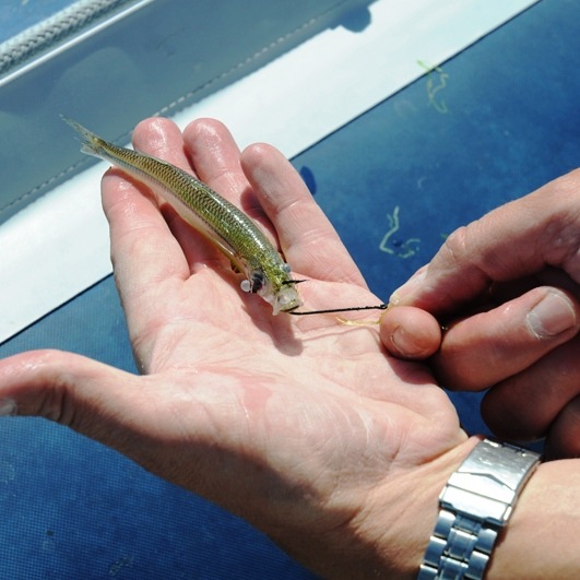 Quels produits choisir pour la pêche au vif ? | Ma Canne A Peche MCAP